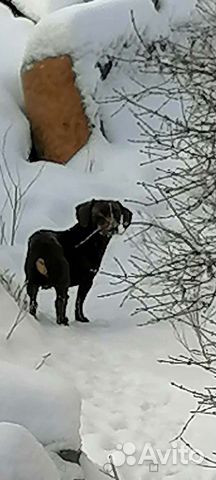 Такса потеряшка