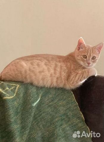 Рыжая ласковая кошечка-подросток в дар
