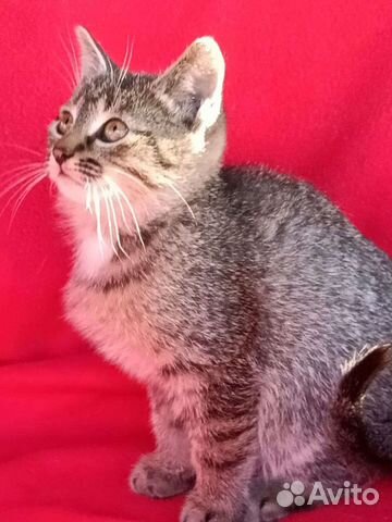 Котятки в добрые руки, спасайте