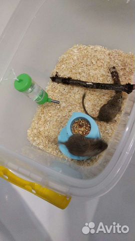 Отдаю двух песчанок