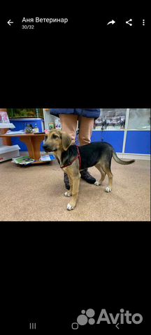 Собака,щенок гончар