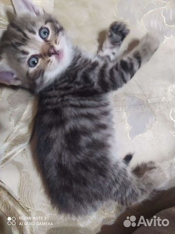 Котик метис