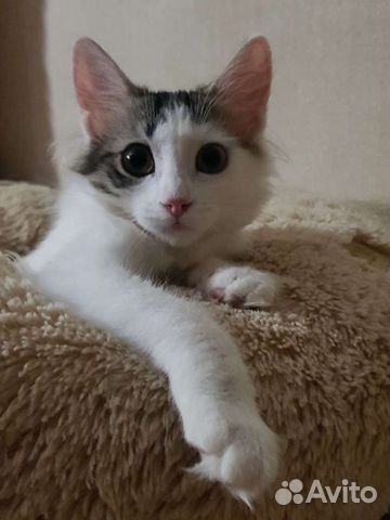 Котенок ангорская девочка 3мес привита