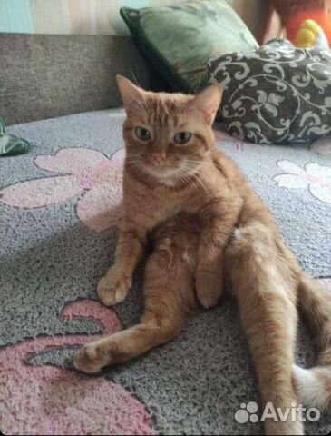 Кот в дар