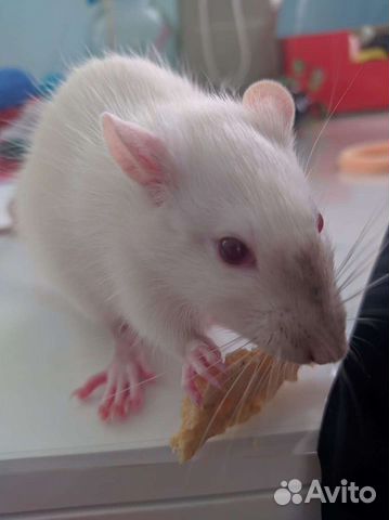 Крыса альбинос
