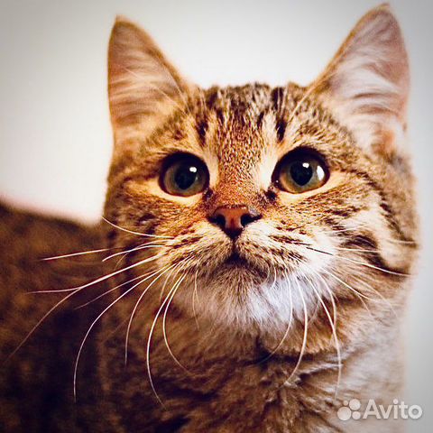 Котенок Тимоша в добрые руки