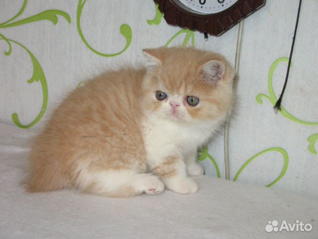 Котик экзот