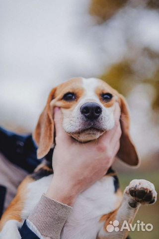 Бигль вязка
