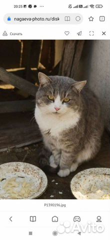 Котейки в добрые руки