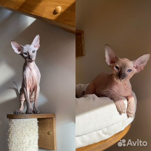 Котята Петерболд