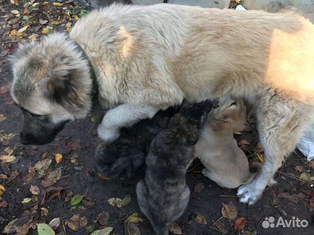Щенки кавказской овчарки