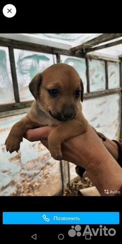 Возьму в добрые руки собачку звонок (мальчика)