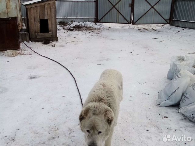 Алабай ищем девочку для случки кобель взрослый 6 л