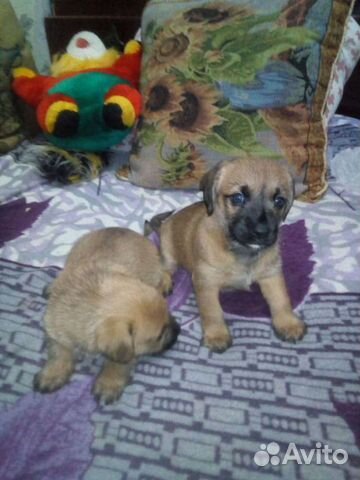 Продам щенков таксы чистокровные