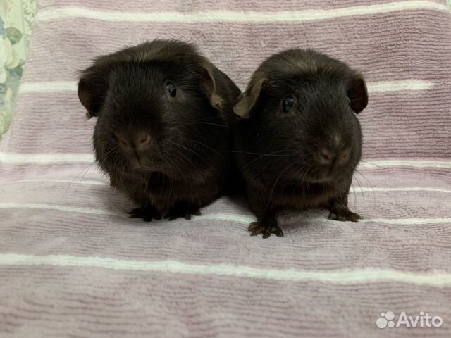 Морские свинки шоколадные девочки