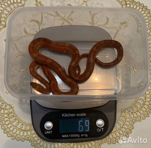 Маисовый полоз Bloodred pied sided (самец)