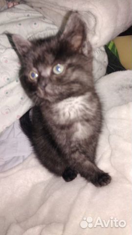 Черный котенок девочка