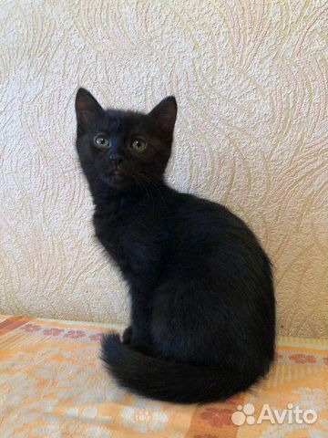 Котята бесплатно
