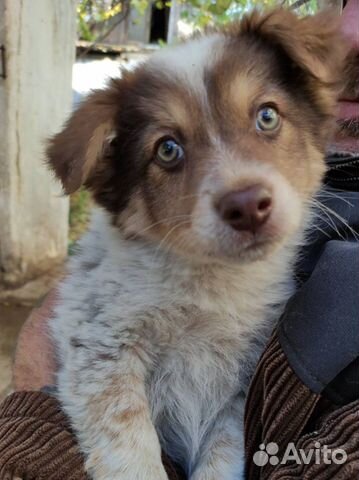 Отдам даром бесплатно