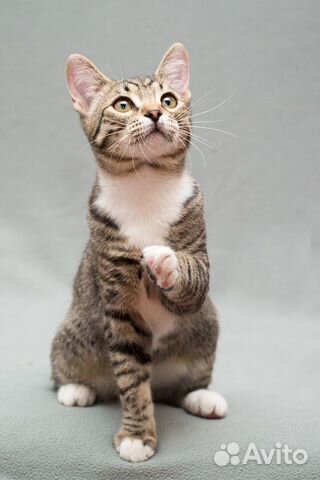 Котик 5,5 месяцев в добрые руки
