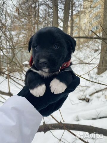 Щенки в дар бесплатно