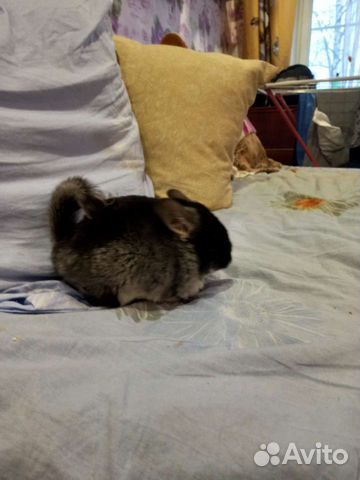 Продаётся шиншилла чёрный жемчуг