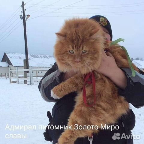 Котята курильский бобтейл мальчики и девочки