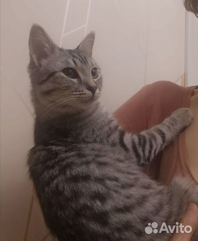 Ласковый веселый котенок (5.5 мес)