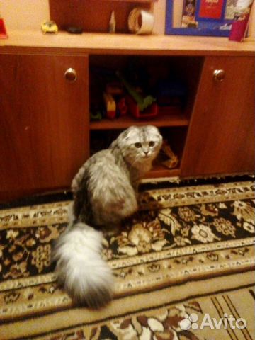 Молодой кот
