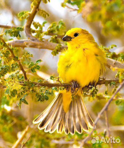 Золотистый воробей