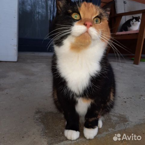 Котенок бесплатно в добрые руки