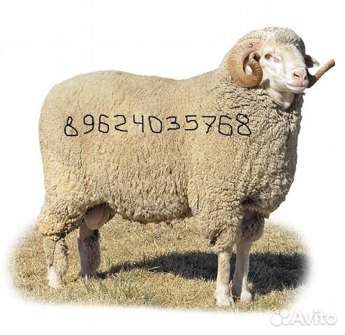 Бараны породы меринос