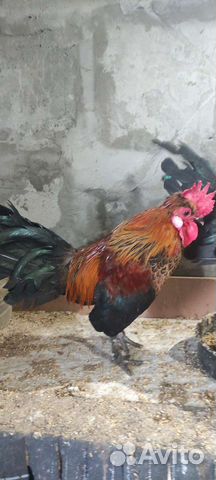 Петух