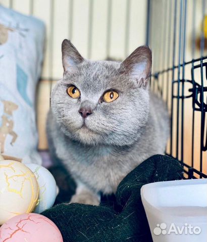 Британская кошечка Нора в дар