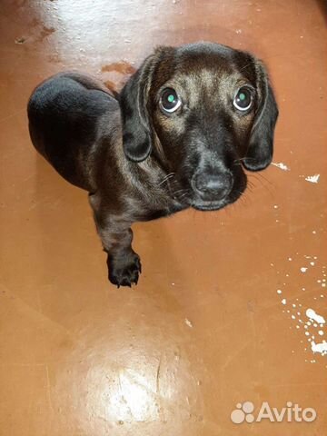 Отдам бесплатно таксу