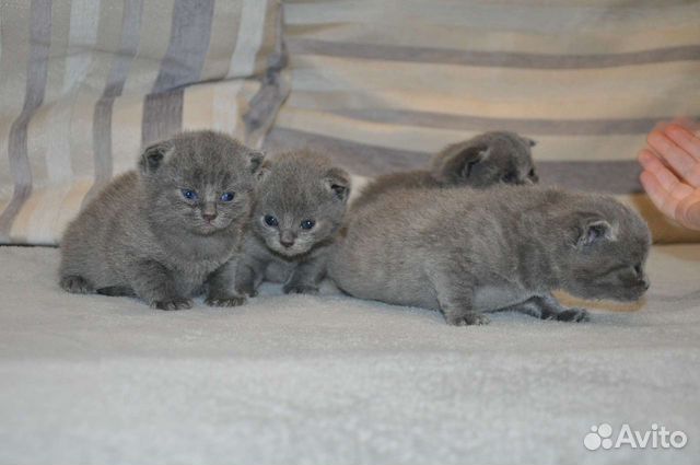 Шотландские вислоухие котята