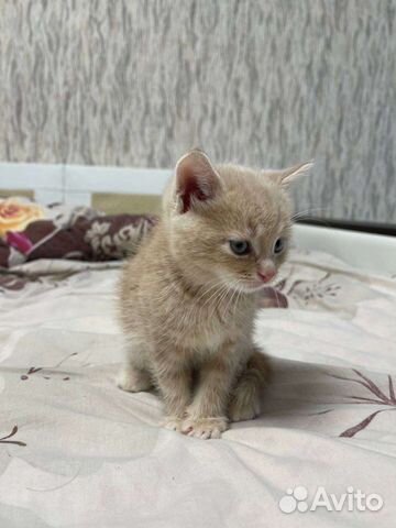 Миленький котик