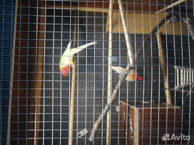 Попугай розелла