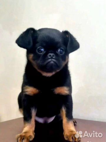 Пти брабансон