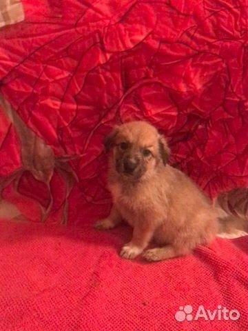 Щенок в добрые руки бесплатно