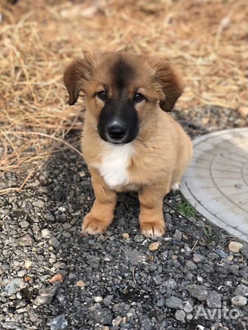 Маленькие девочки ищут семью