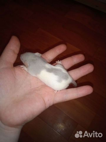 Крысята дамбо