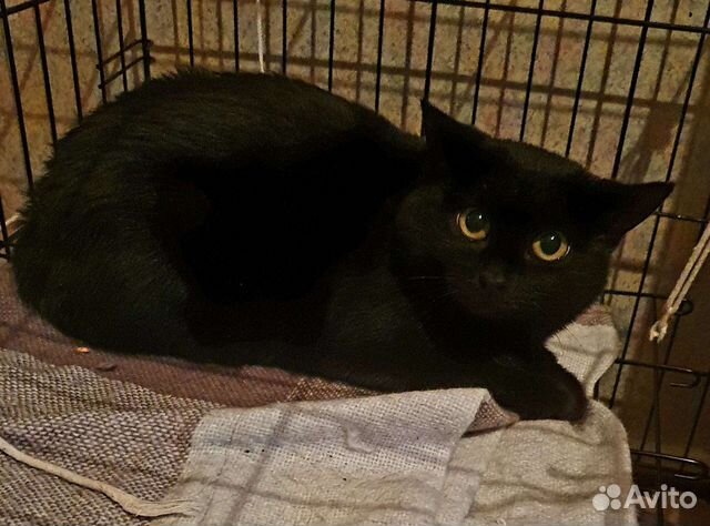 Черная кошка-невидимка