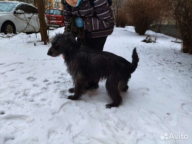 Собака в добрые руки щенок