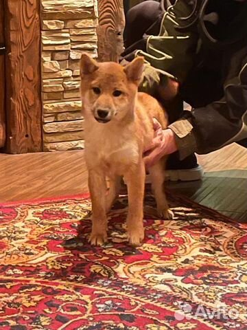 Щенки сиба шиба ину