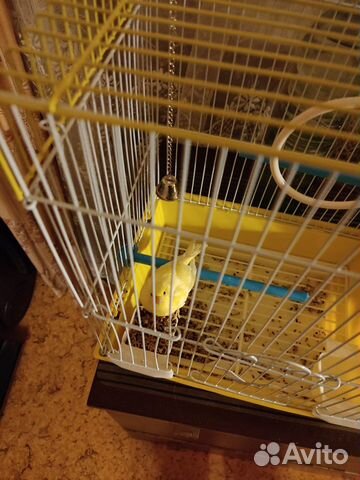 Канарейка с клеткой бесплатно