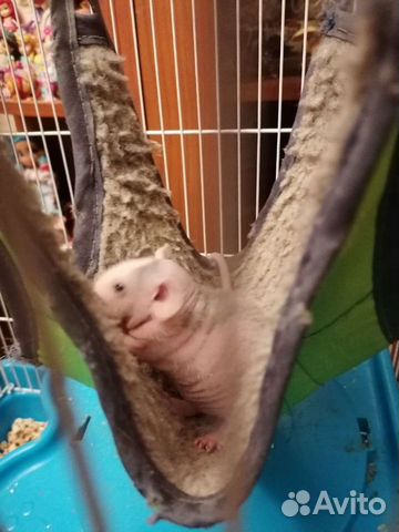 Крыса сфинкс девочка 1,5 мес