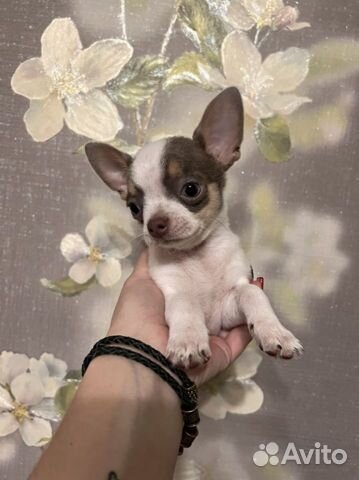 Малышки Чишки