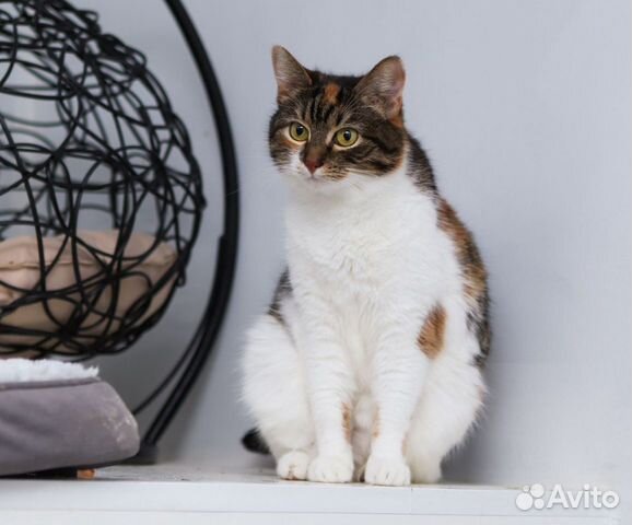 Кошка Нафаня в добрые руки