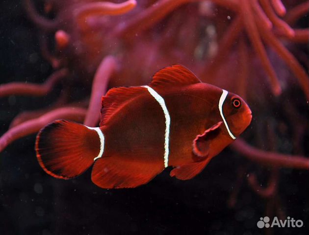 Клоун Премнас Рыбка для морского аквариума